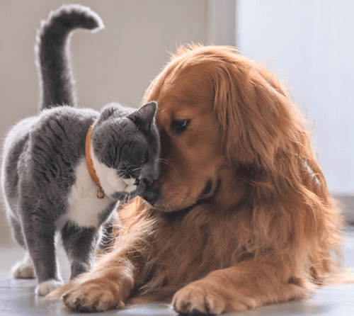 FREE Pet Samples | FREE Pet Food | FREE Pet Supplies